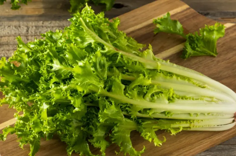 Endive Lettuce Leaves